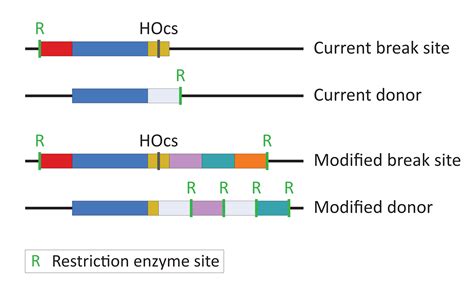 Video Detection Of Homologous Recombination Intermediates Via