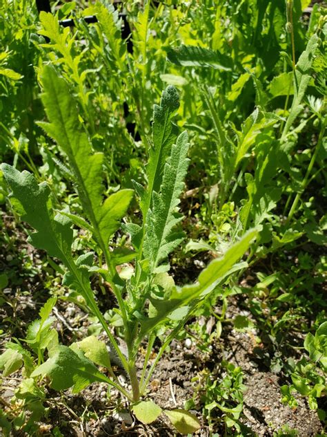 Please Help Identify Planted Catnip Seeds But It Isnt Catnip Rwhatisthisplant