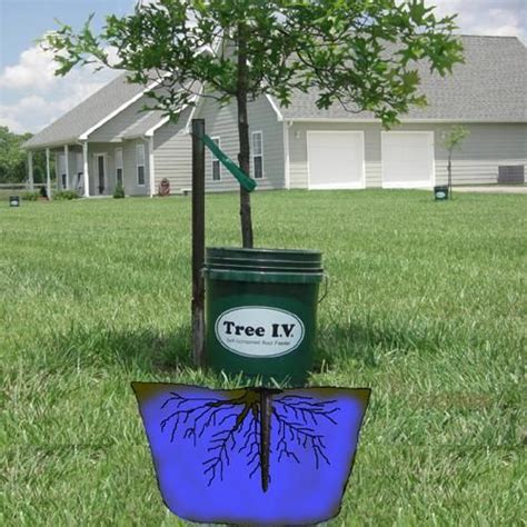 Reduce Water Usage With Tree Iv Root Seeker Watering Spikes