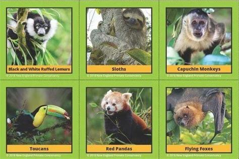 Tropical Rainforest Mammals Explore Ecological Diversity Of Hainan
