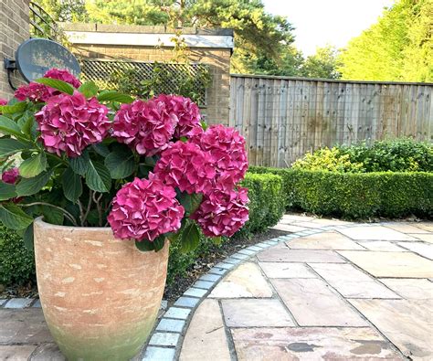 How To Grow Hydrangeas In Pots Expert Tips For Containers Homes And