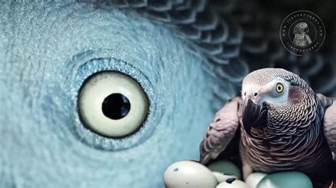 How To Breed African Grey Parrots