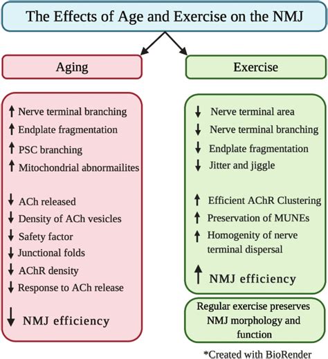 The Effects Of Age And Exercise On Neuromuscular Junction Morphology