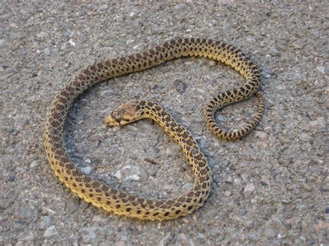 100 Gopher Snake Wallpapers