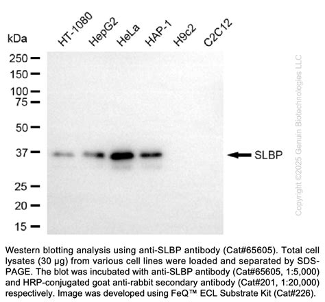 Kd Validated Anti Slbp Rabbit Monoclonal Ab 65605 Genuin Biotech