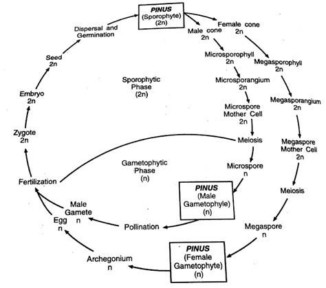 Botanica Gymnosperms