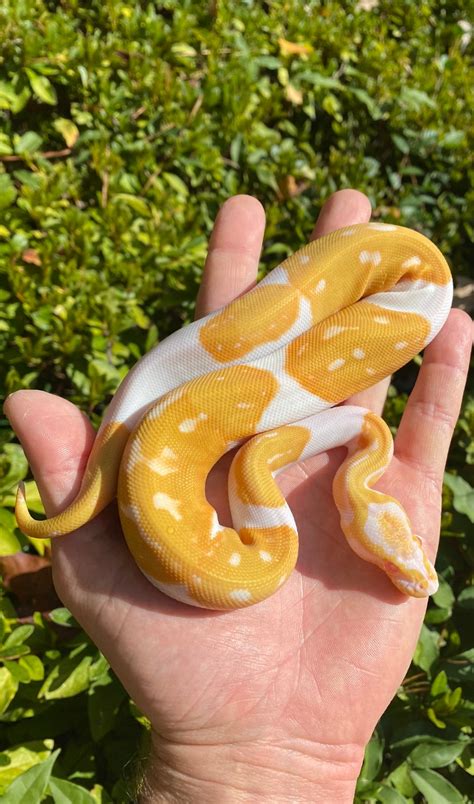Albino Pied Shipped Ball Python By Nc Pythons Llc Morphmarket