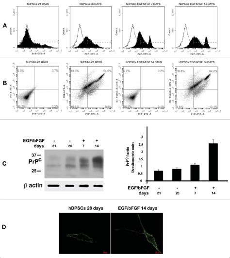 Prp C Expression In Hdspcs A Flow Cytometry Analysis Of Prp C