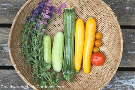 Creative Vegetable Gardenergrowing Zucchini 101 A Beginners Guide