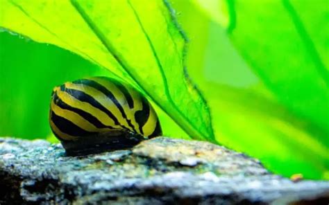 Nerite Snail Food List Finally The Ultimate Guide