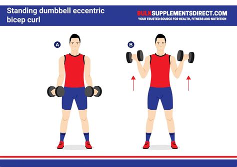 The Eccentric Bicep Curl How To Pack On Muscle To Your Biceps