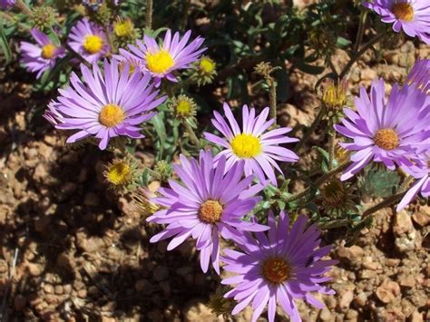 Aster How To Grow This Gardening Favorite