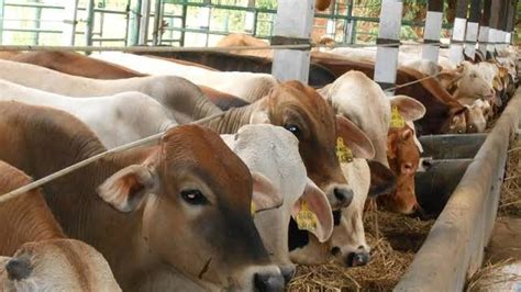 Daftar Harga Sapi 1 Ekor 2024 Lengkap Panduan Memilihnya Agar Tidak Rugi