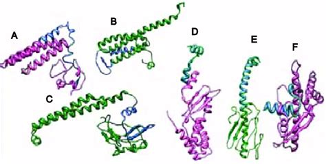 Prediction Of Three Dimensional Protein Structure A Hypothetical
