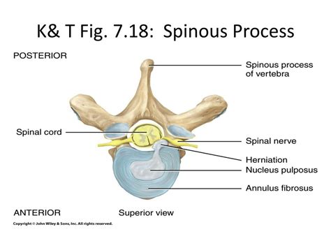 Ppt Understanding The Skeletal System Structure Functions And Bone