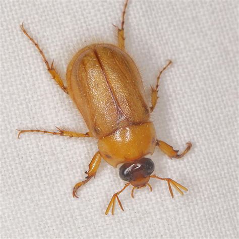 Cyclocephala Sp Cyclocephala Bugguidenet