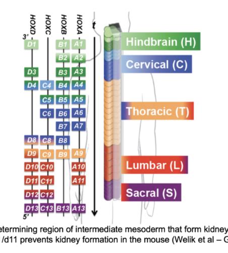 11 Branching Morphogenesis In Organs Flashcards Quizlet