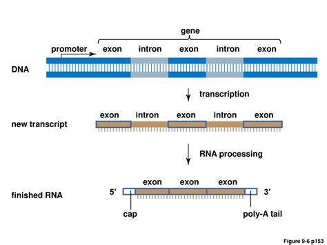 Chapter From DNA To Protein Ppt Download