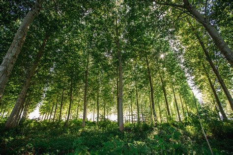 A Forest With Five Types Of Afforestation The Explorers
