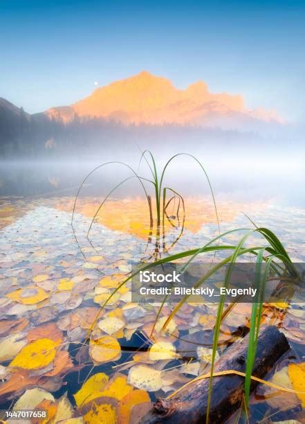 새벽에 안개가 자욱한 산 풍경 새벽에 산 계곡의 호수와 숲 자연 파노라마 풍경 호수 표면에 반사 밴프 국립 공원 앨버타 캐나다 나무에 대한 스톡 사진 및 기타 이미지