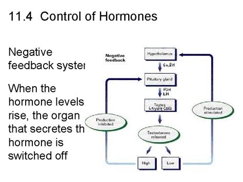 The Endocrine System What Is The System 1