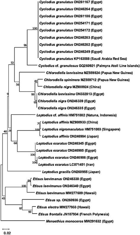 phylogenetic tree using maximum likelihood analyses of partial