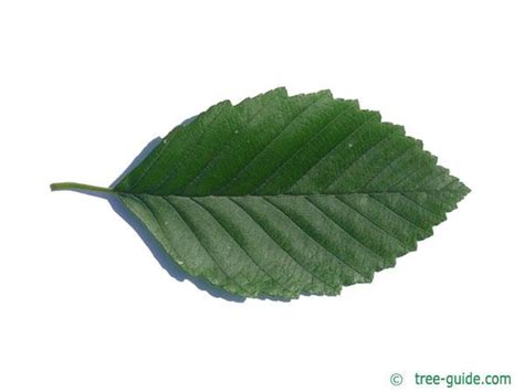 Red Alder Alnus Rubra