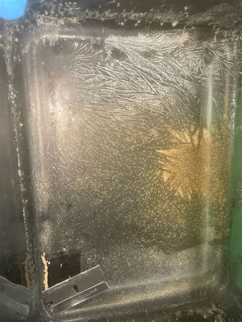 Second Reed Grass Pull Without A Freezer Just Evaped Rdmt