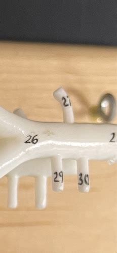 Lab 4 Spinal Cord Flashcards Quizlet