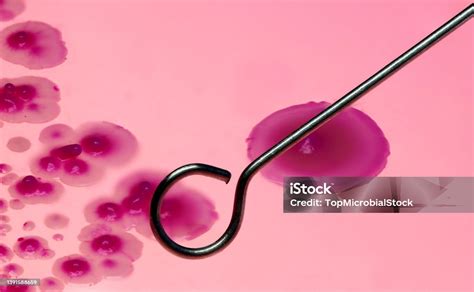 Microbiological Cultures And Inoculation Loop Used In Microbiology