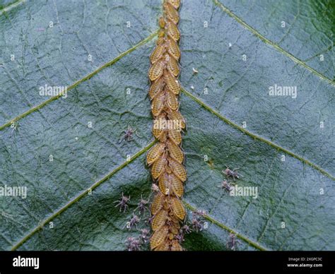 Close Up Of Aphid Larva On A Green Leaf In Nature Ants And Aphids On A Green Leaf In The Garden