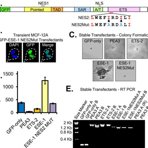 Abbreviations Nls Nuclear Localization Sequence Nes Nuclear