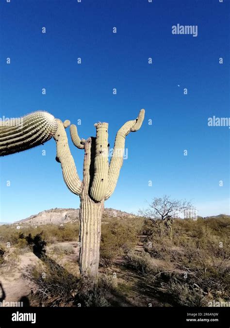 A Saguaro Cactus Is Pictured Basking In The Sun In Saguaro National