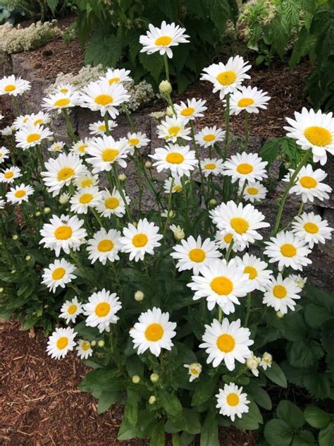 Shasta Daisy Becky A Tree Garden