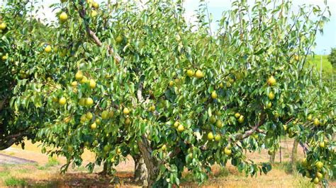 Pear Tree Complete Guide Caring Growing Types And Uses
