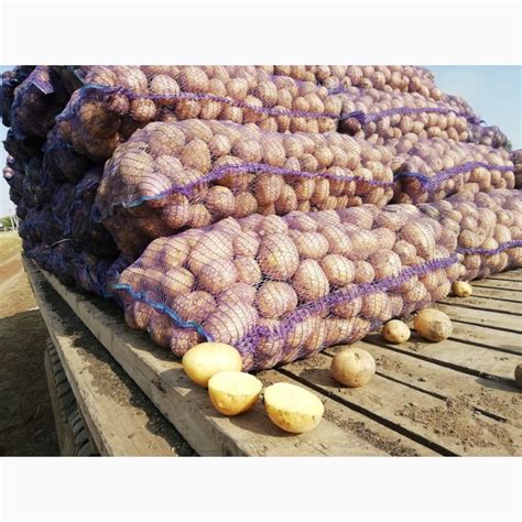 Продам картофель опт купить картофель опт Республика Башкортостан — Agro Russia