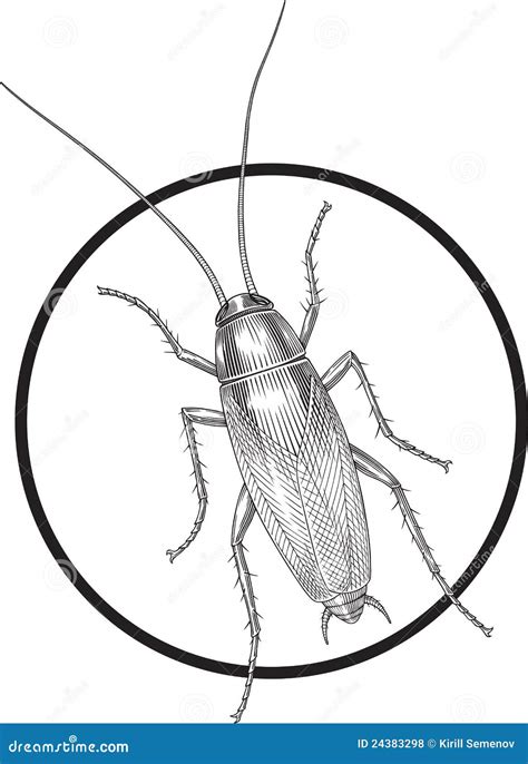 Cockroach Life Cycle Diagram Vector Illustration Scheme