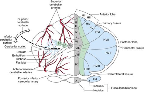 The Cerebellum Clinical Tree