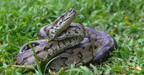 Discover The Largest Rock Python Ever Found Imp World