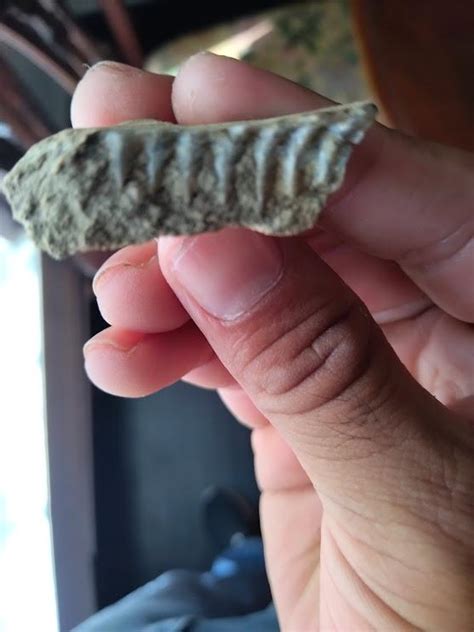 Nicely Preserved Lepidodendron Stigmaria Fossil Found In A Stream In