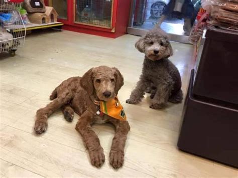 嚴選合法寵物店 幸福朵貓貓貓舍 小白故事 幼犬貓買賣知識分享 合法寵物店 嚴選合法寵物店 幸福朵貓貓貓舍 小白故事 幼犬貓買賣知識分享 合法寵物店