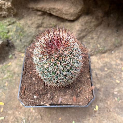 Mammillaria Spinosissima Rubra Red Headed Irishman Cactus Plant