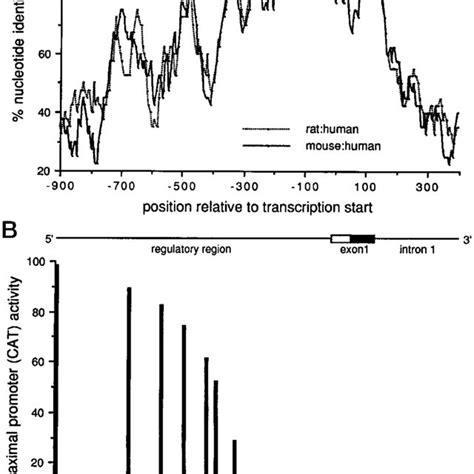 Sequence Conservation Correlates With Transcriptional Function A