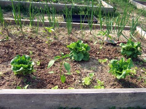 Оформяне на лехи за зеленчуците Български Фермер