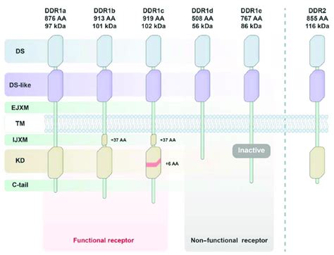 Structures And Subtypes Of Ddr1 And Ddr2 Reprinted From With