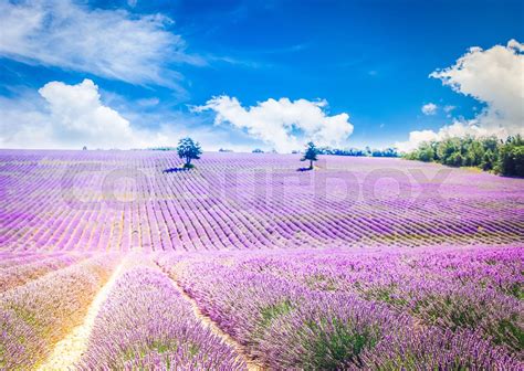 Lavender Field At Summer Stock Image Colourbox