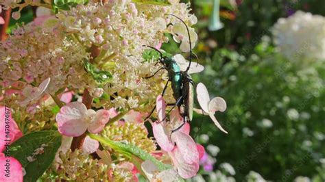 Among The Pink And White Flowers Large Multicolored Shiny Musk Beetles With Long Whiskers Mate
