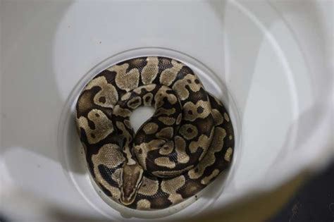 Nachtelijk Bezoek Van Koningspython Dierenhospitaal En Dierenambulance Den Haag Eo