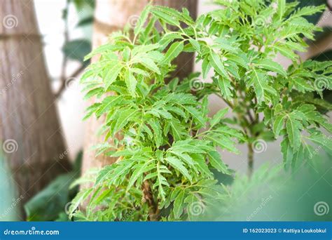 Polyscias Fruticosa Harms Tropical Plant Stock Image Image Of