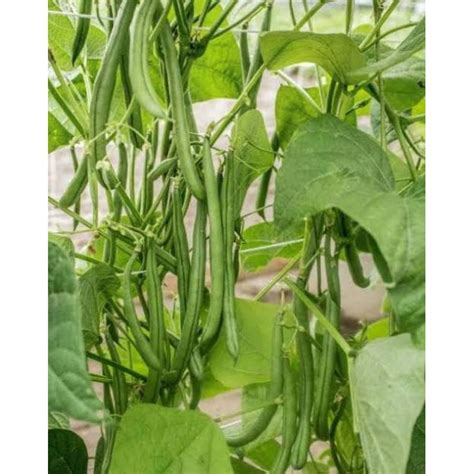 Jual 8 Biji Benih Buncis Merambat Buah Lebat Shopee Indonesia